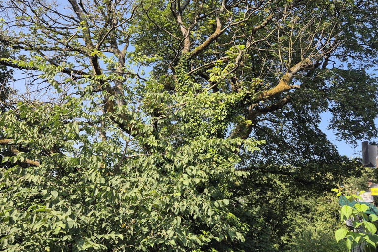 £500 reward offered after protected Sycamore tree vandalised in Hogshaw ...