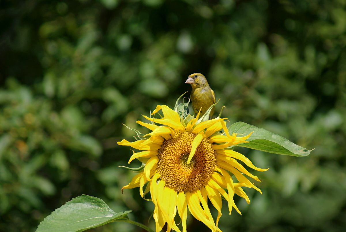 Want More Songbirds in Your Backyard? Plant These Flowers, Shrubs, and ...