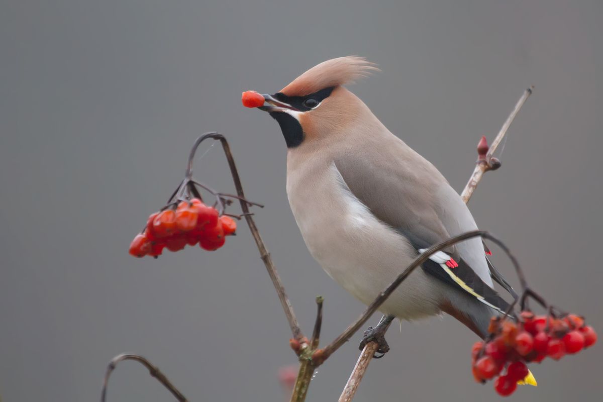 Want More Songbirds in Your Backyard? Plant These Flowers, Shrubs, and ...