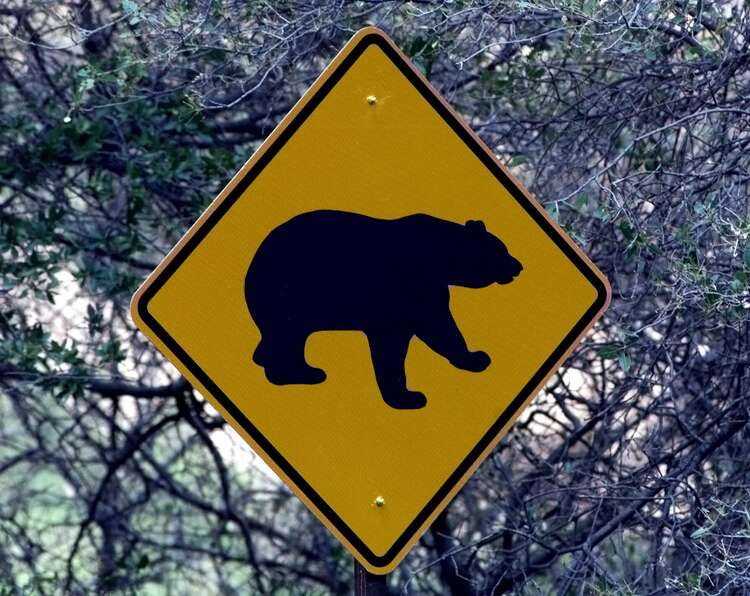 Black bear sightings reported in East Texas, Texas Black Bear Alliance says