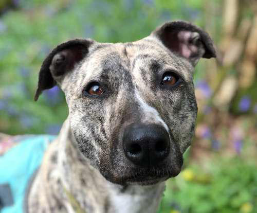 Meet Lottie the lurcher and 21 other dogs looking for a home in Bristol