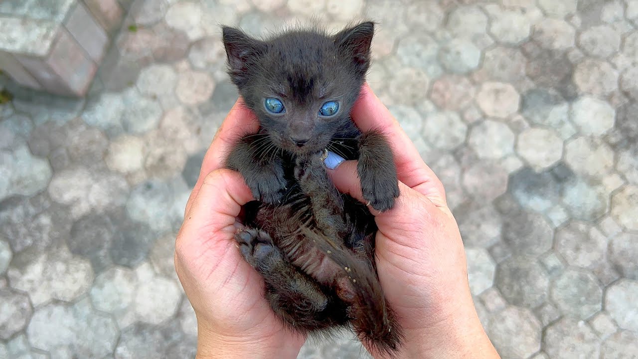 Fragile kitten found alone - then kindness changed everything