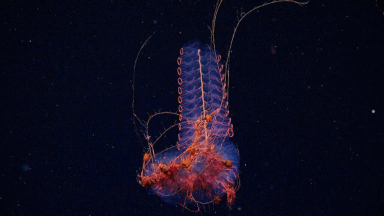 Cet oiseau brille dans l’ultraviolet, et on ne sait pas pourquoi