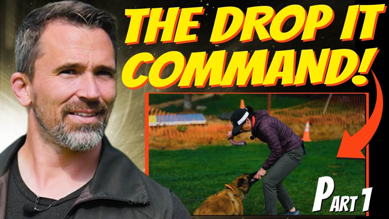 The Secret To A Perfect “Drop It” Command Every Time