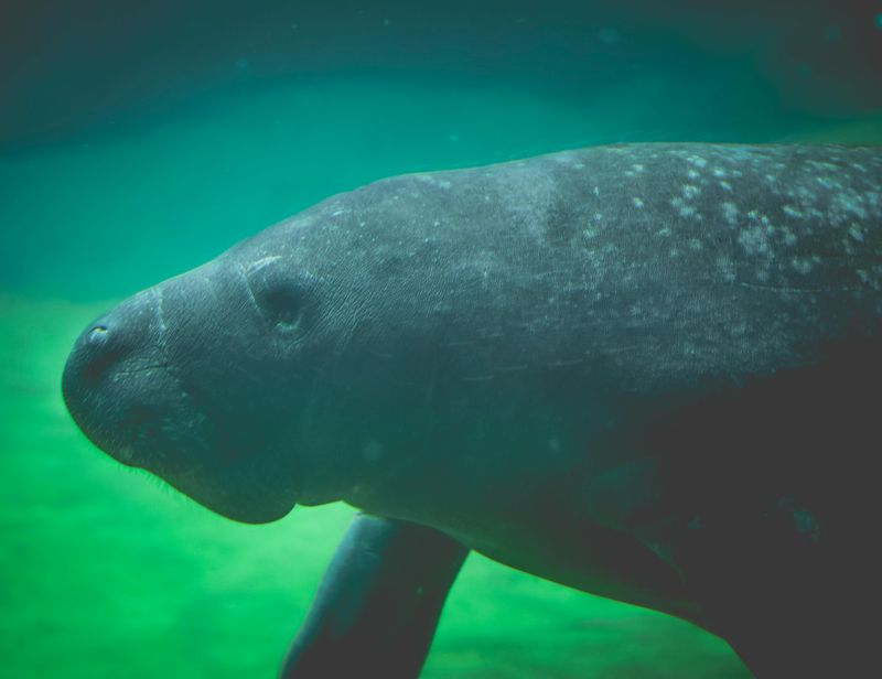 14 Peaceful And Harmless Animals Found Around The World