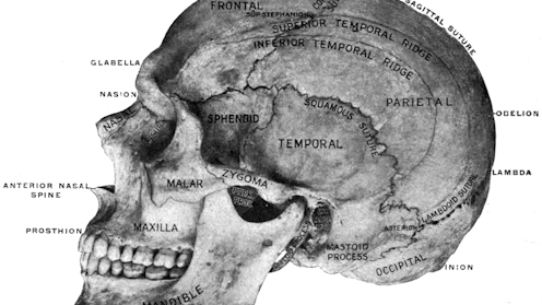 How the racist study of skulls gripped Victorian Britain’s scientists