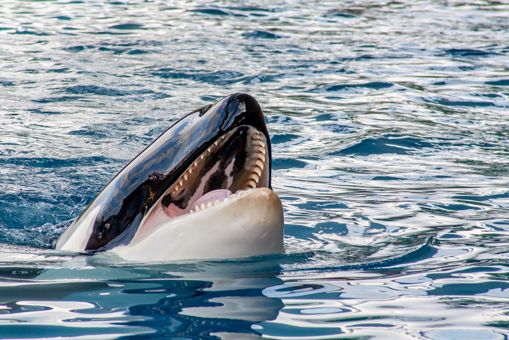 15 Rare Animal Species You Missed