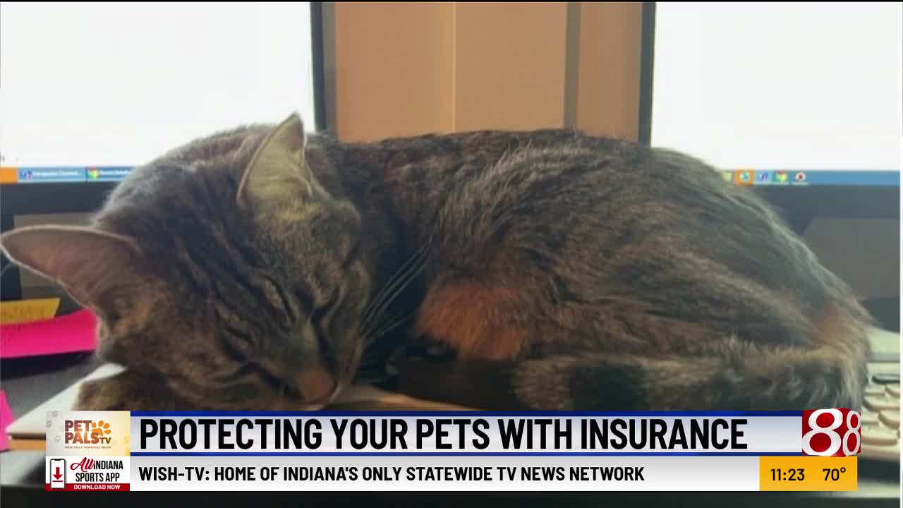 Pet Pals TV: Protecting your pets with insurance