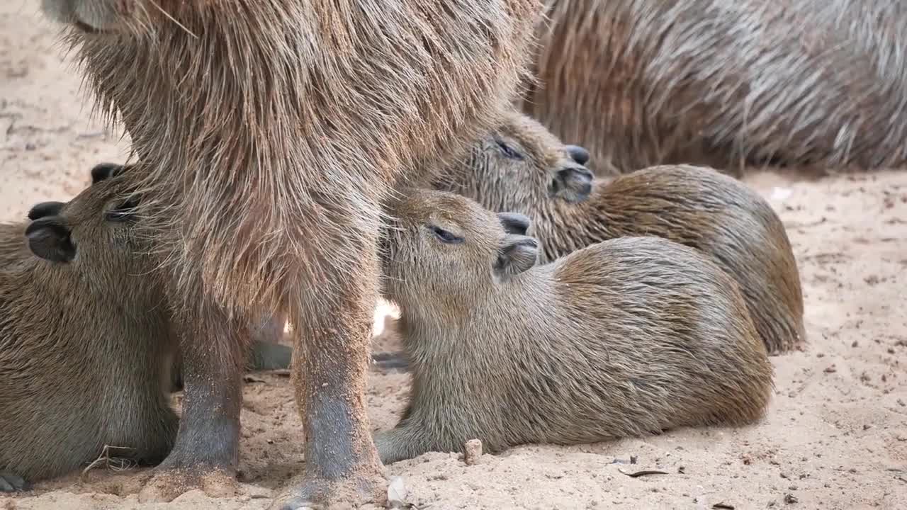 The Capybara Up Close: Understanding Earth's Gentle Giants