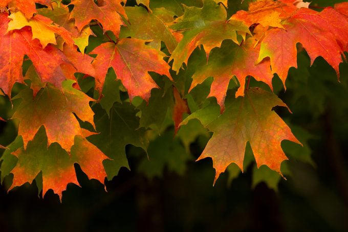 6 Most Common Types of Maple Trees