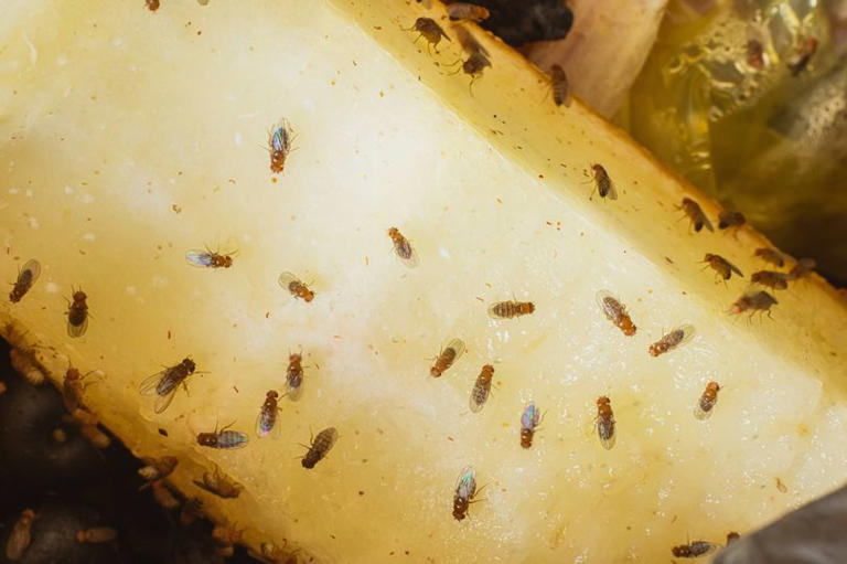 Combat fruit fly infestations with simple homemade trap using two ...