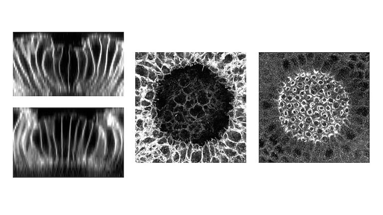 Tissue origami: Using light to study and control tissue folding