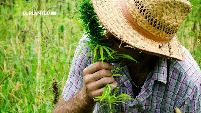 ¿A Qué Huele la Marihuana y Por Qué?