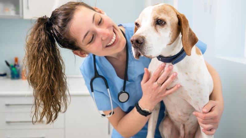 New pet insurance laws in some states may get you covered faster