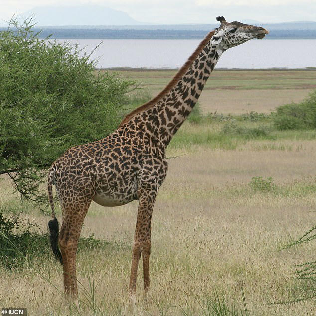 Scientists confirm there are FOUR distinct species of giraffe, not just ...