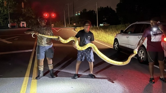Watch | Giant albino python spotted near South Carolina school campuses