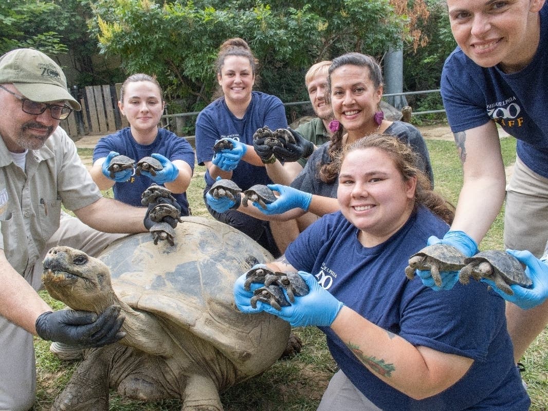 9 Endangered Galapagos Tortoises Hatched At Philadelphia Zoo
