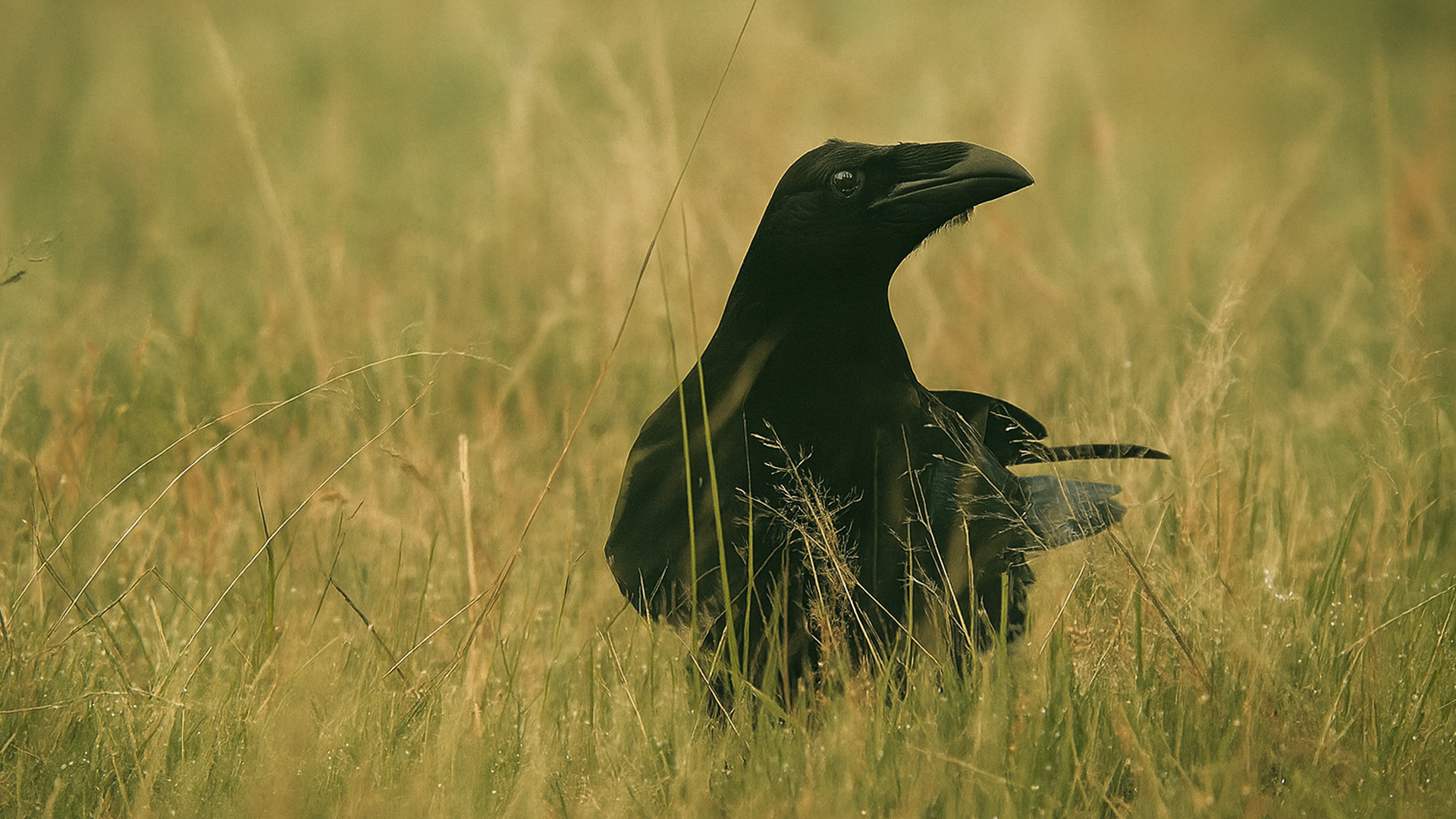 Corvo curioso nel prato – Corvo imperiale (Corvus corax)
