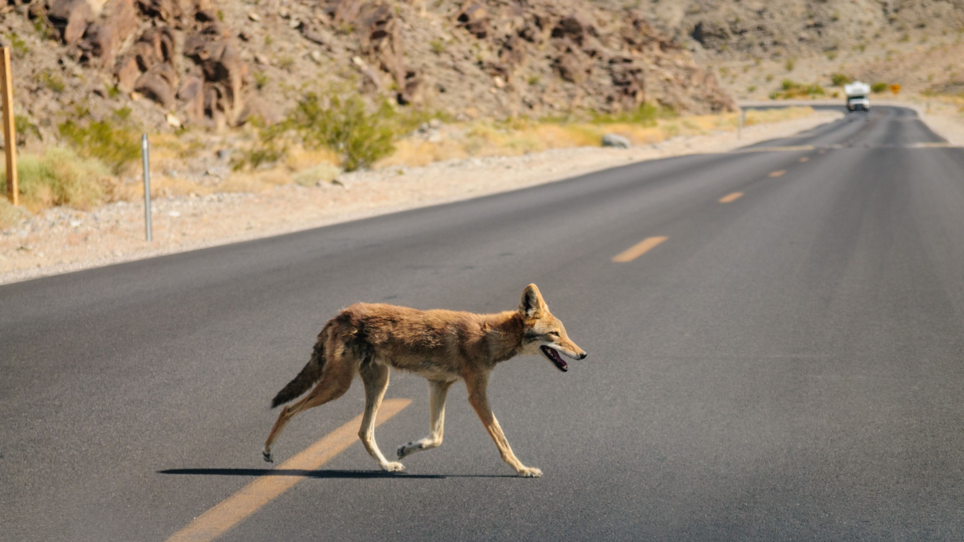 Things You Should Do If You See A Coyote In Your Yard