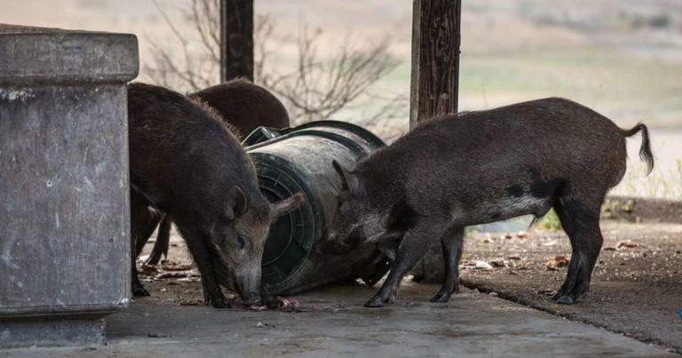 The Strange Yet Alarming Reason Why Wild Pigs in California Are Turning ...
