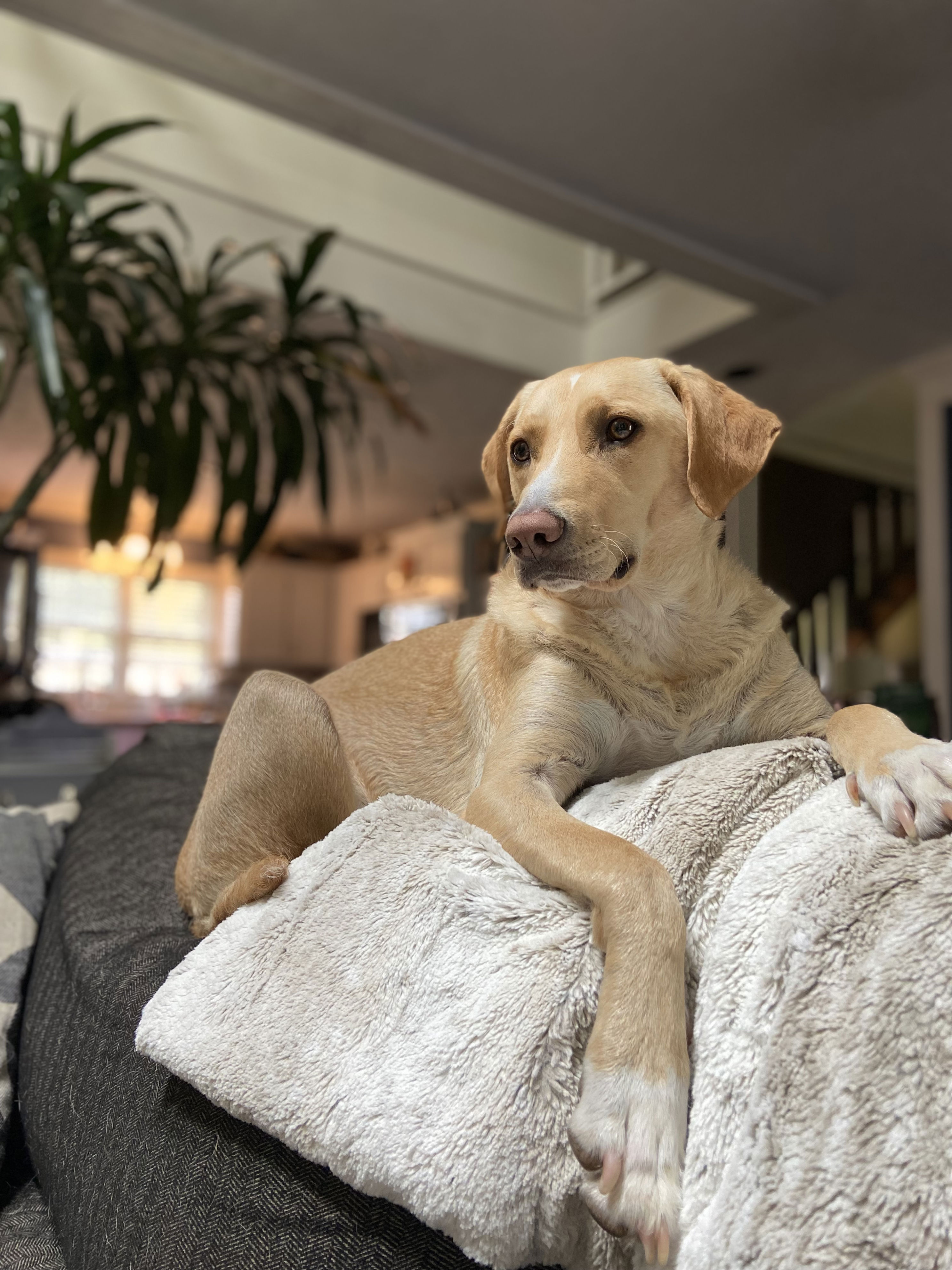 Owner told rescue is Labrador mix, DNA test reveals truth: 'We were duped'