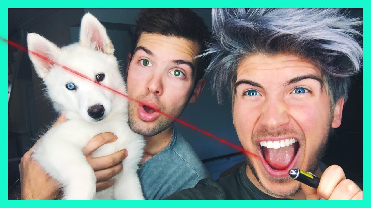 Puppy engages in a hilarious battle with a laser pointer