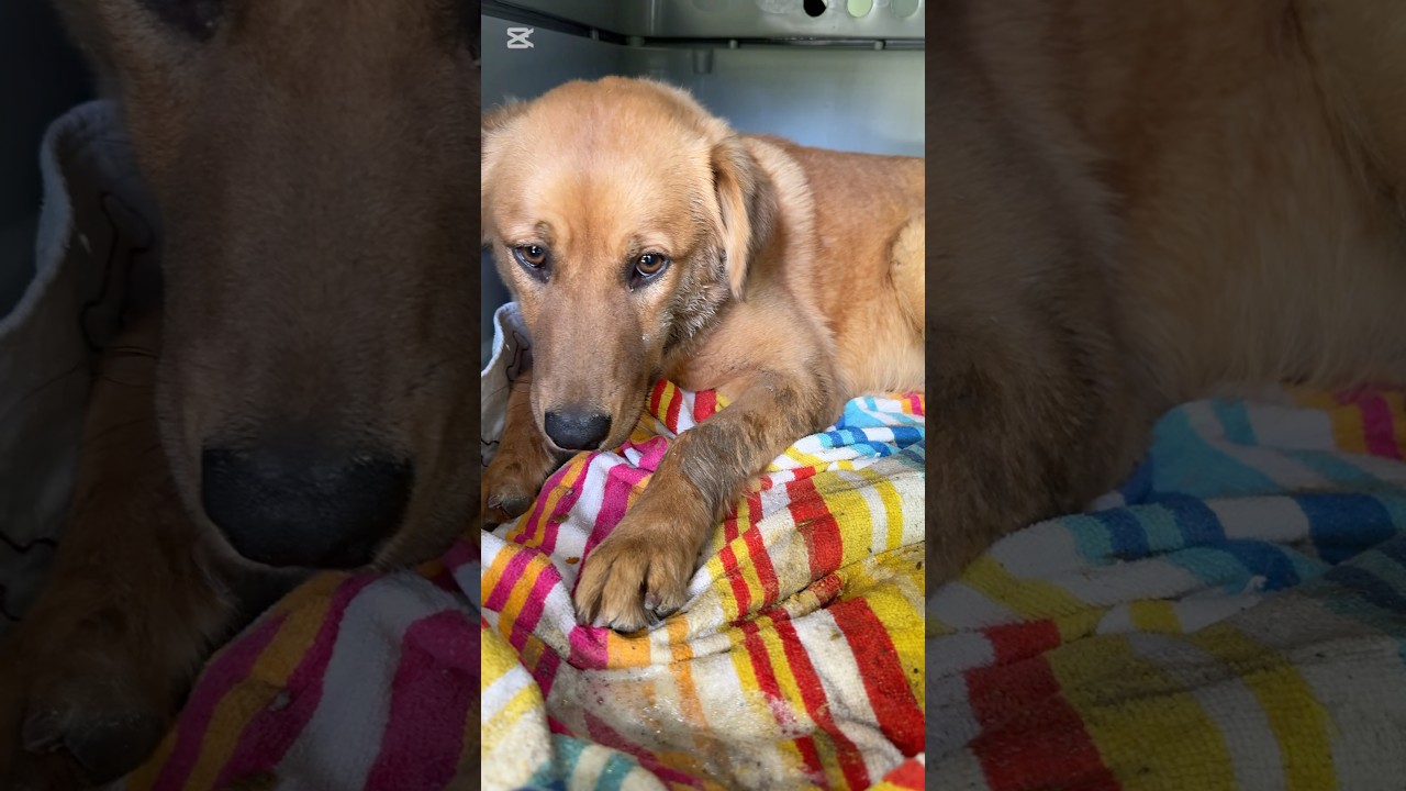 How I saved an abandoned pregnant golden retriever
