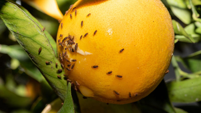 This Is Why Your Apple Cider Vinegar Fruit Fly Trap Isn't Working (And ...