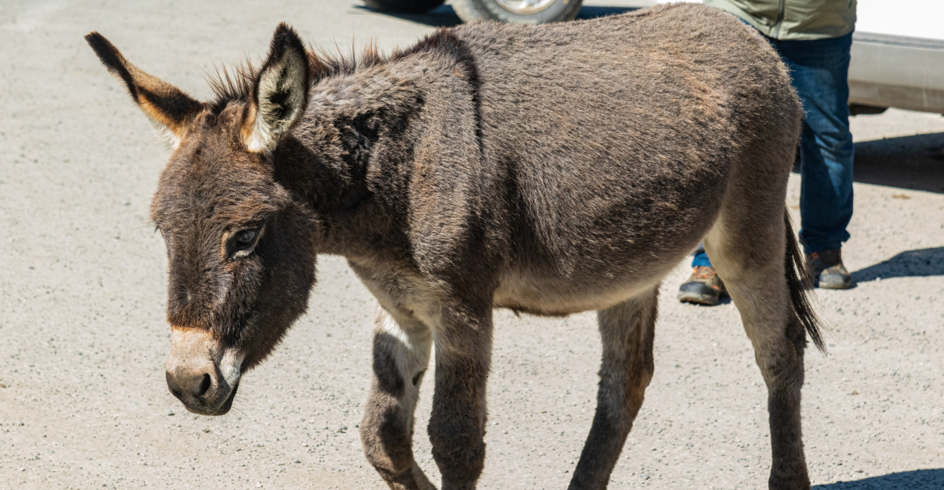 Datos curiosos sobre los burros que quizás no conocías