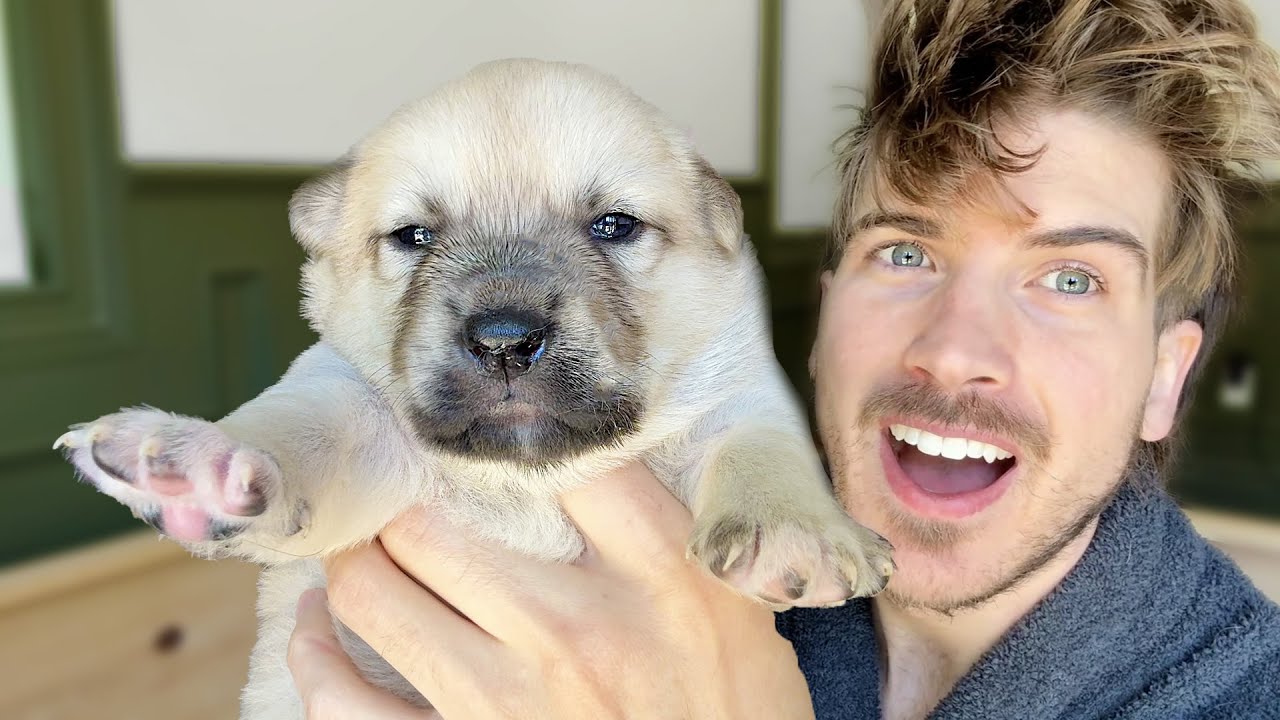 Blind Puppies See the World for the First Time