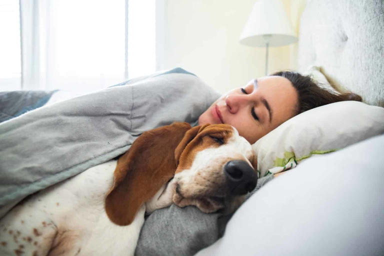 The hidden meaning behind your dog’s sleep positions