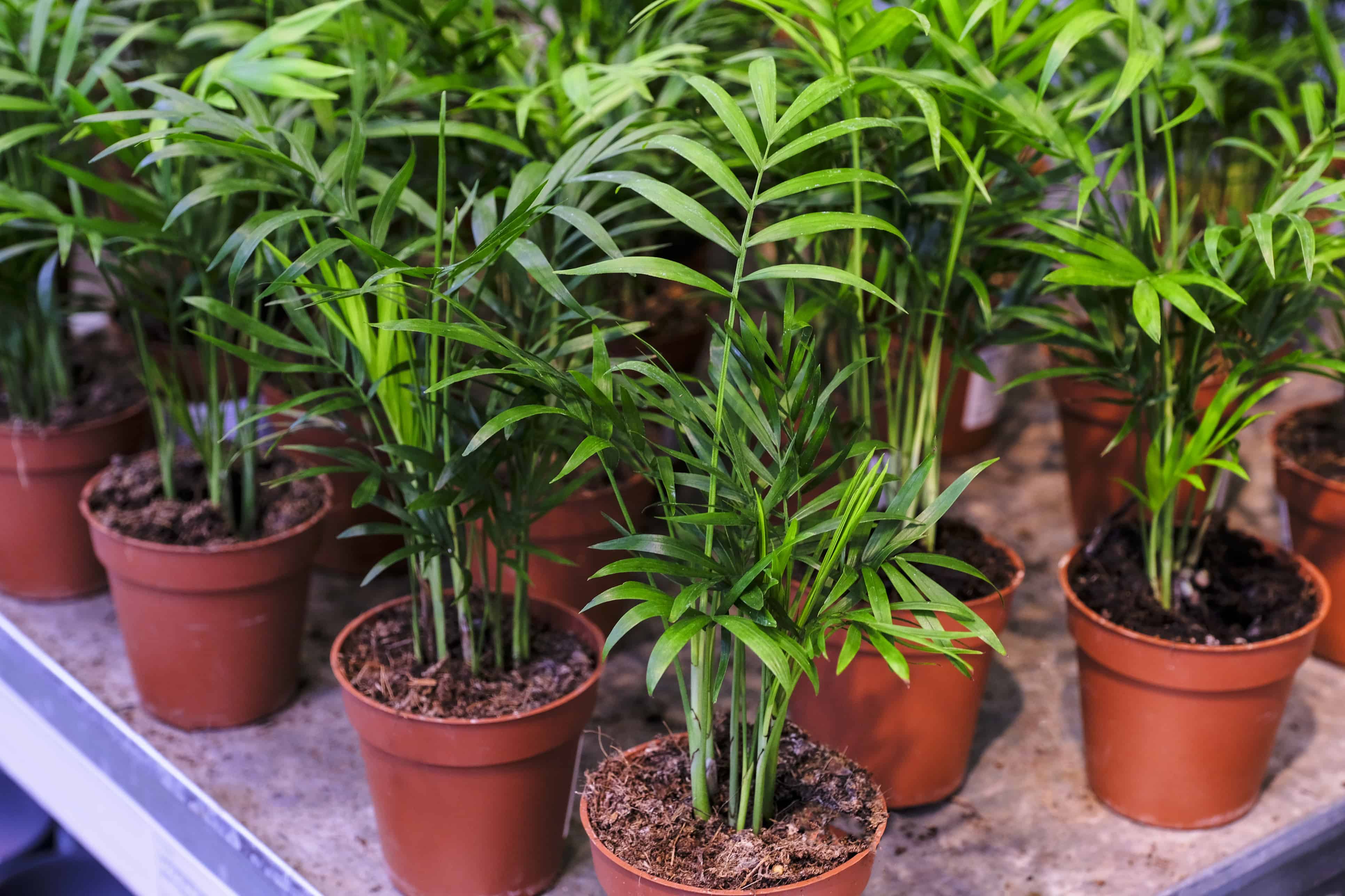 25 Houseplants That Are Safe for Dogs and Cats