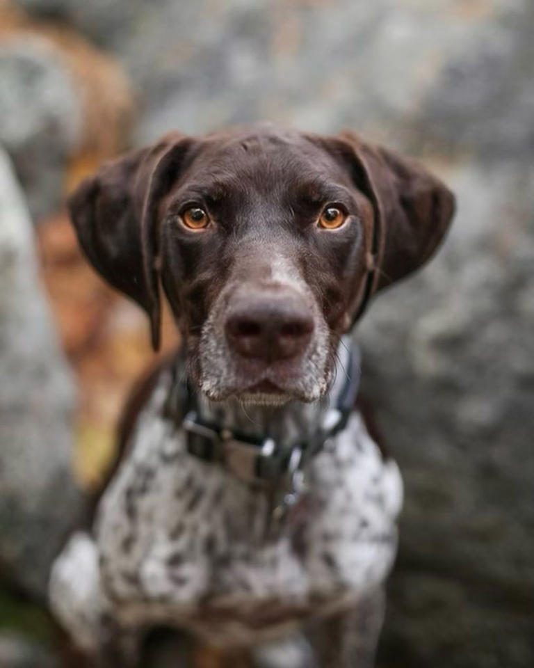 Meet David Muir's family — inside his life away from the spotlight