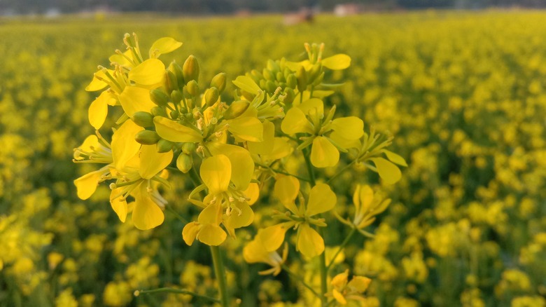 What Is Mustard Powder And How Do You Cook With It?