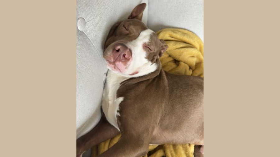 Curious dog full of fun and snuggles waiting for loving home