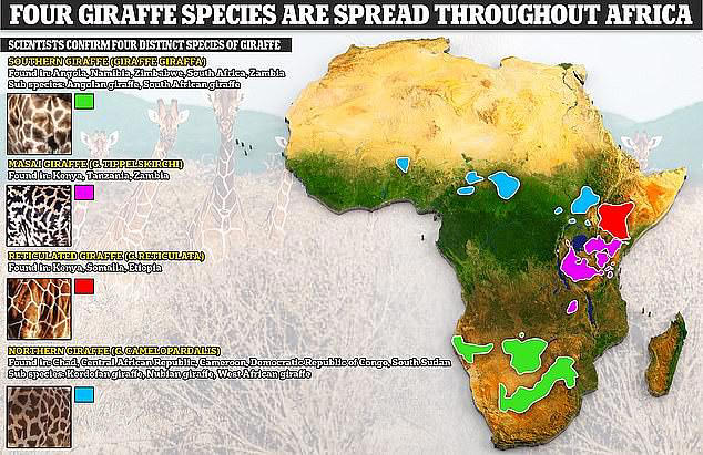Scientists confirm there are FOUR distinct species of giraffe, not just ...
