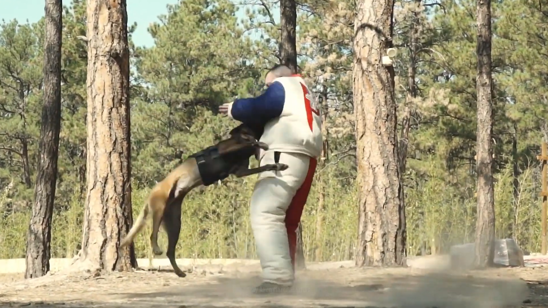Cómo Sobrevivir el ataque de un perro furioso
