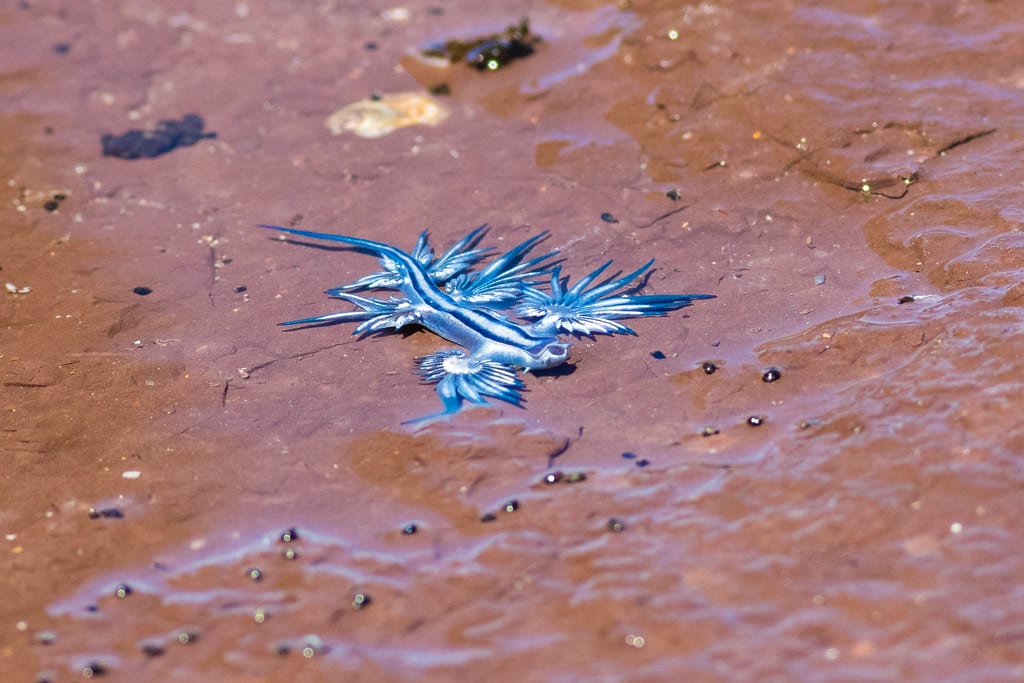 Spain Closes Beach After 'Most Beautiful Killers in the Ocean' Invade ...