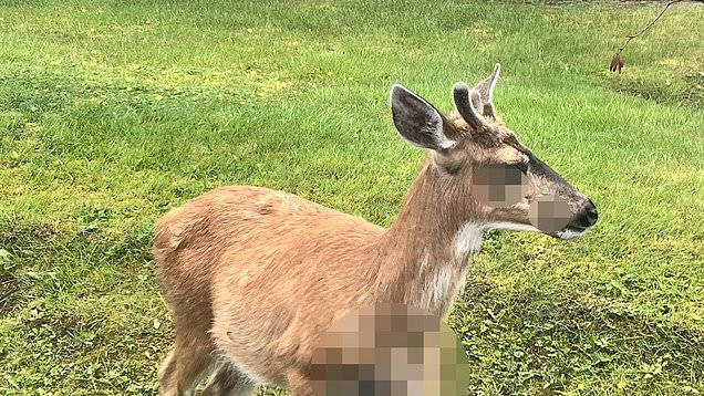 Mutant deer with flesh bubbles spotted in multiple US states
