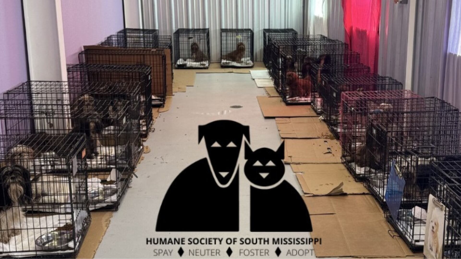 Humane Society helps 50+ dogs rescued from “breeder situation” in ...