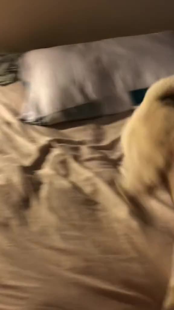 Playful Pug Still Acts Like a Puppy at 11 Years Old!