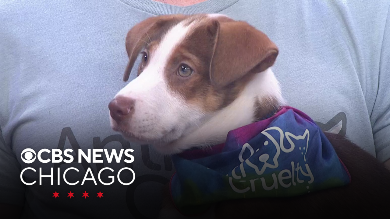 Meet Paisley from Anti-Cruelty Society | Pet Rescue