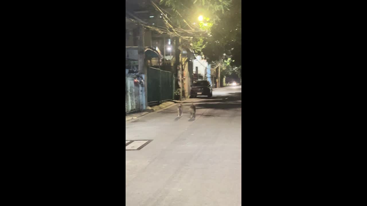 Dog dragging sibling's leash while they stroll across street