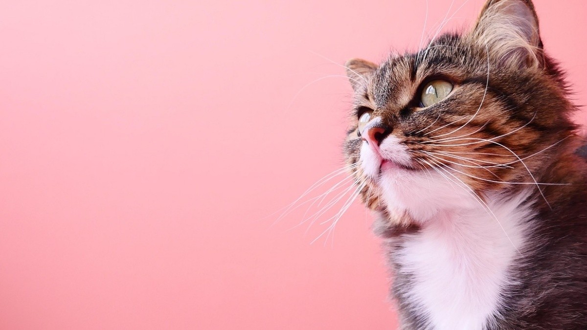 Caring for a cat for the first time: what every owner should know