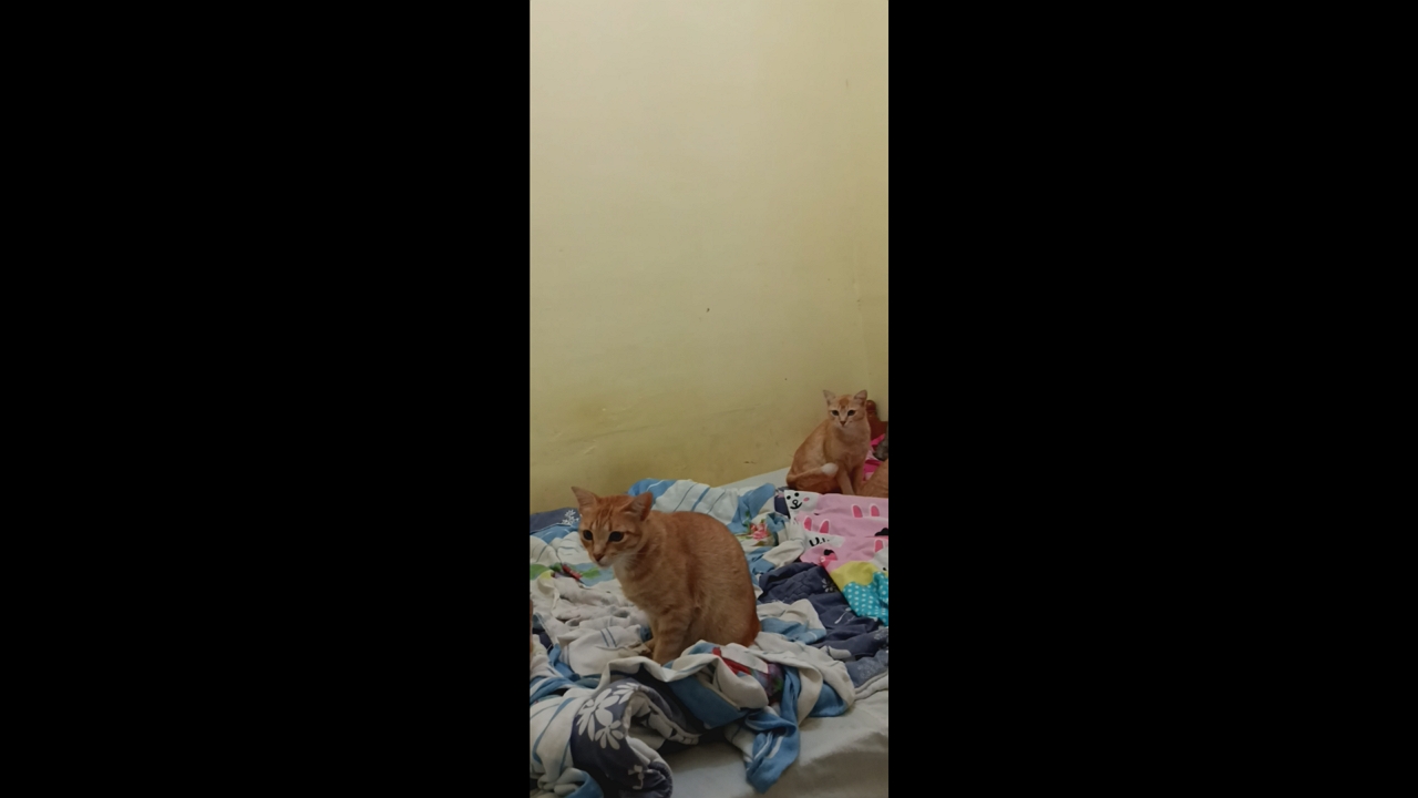 Curious orange cats wake up to outside noises in Sidikalang, Indonesia