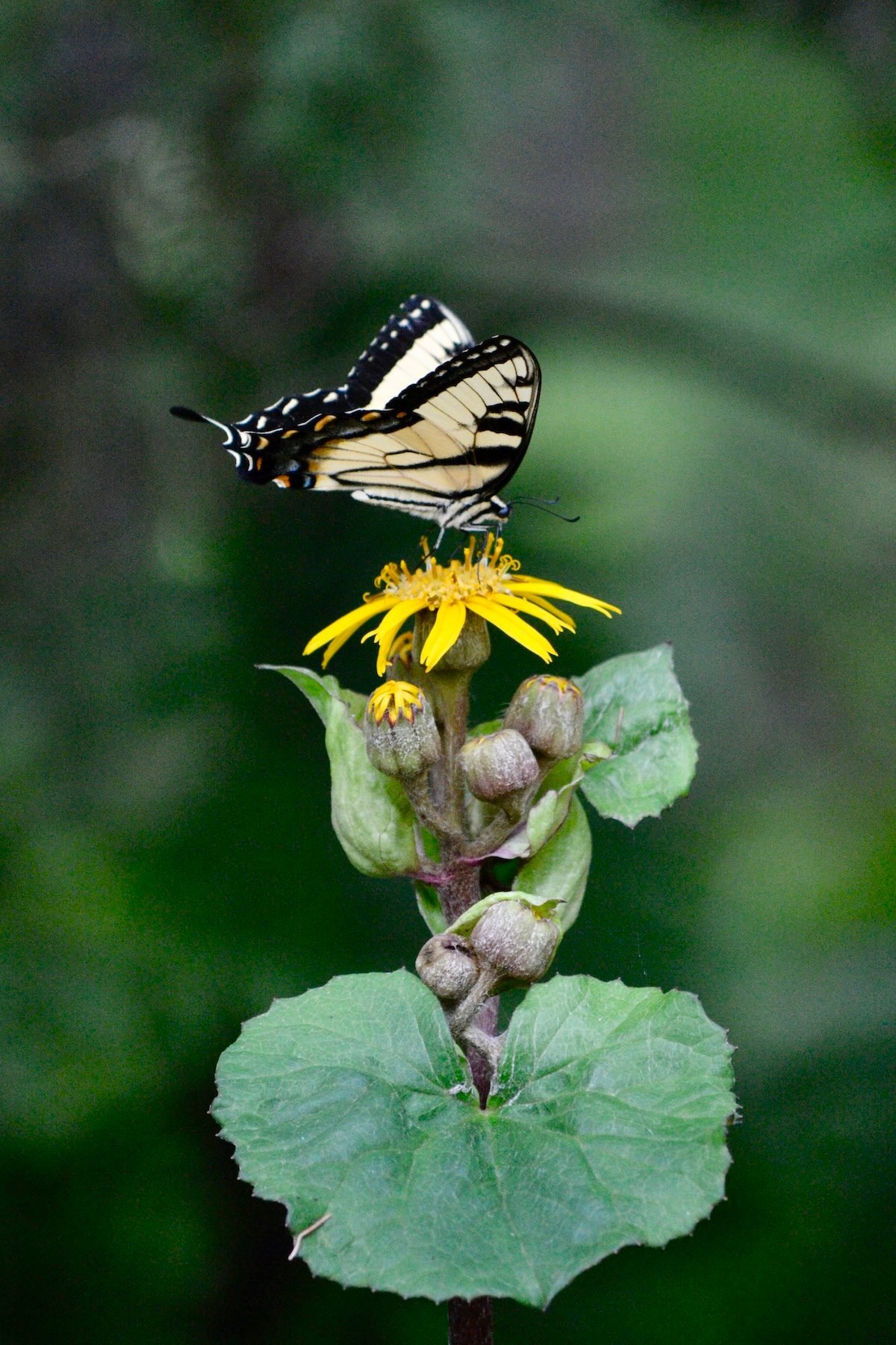 Grow Ligularia Plants to Brighten up Shady Spots