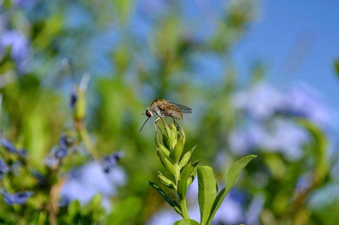 Meet the Bee Flies: Look-Alike Bee Mimics