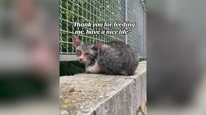 Injured and Malnourished Street Cat Finds Forever Home