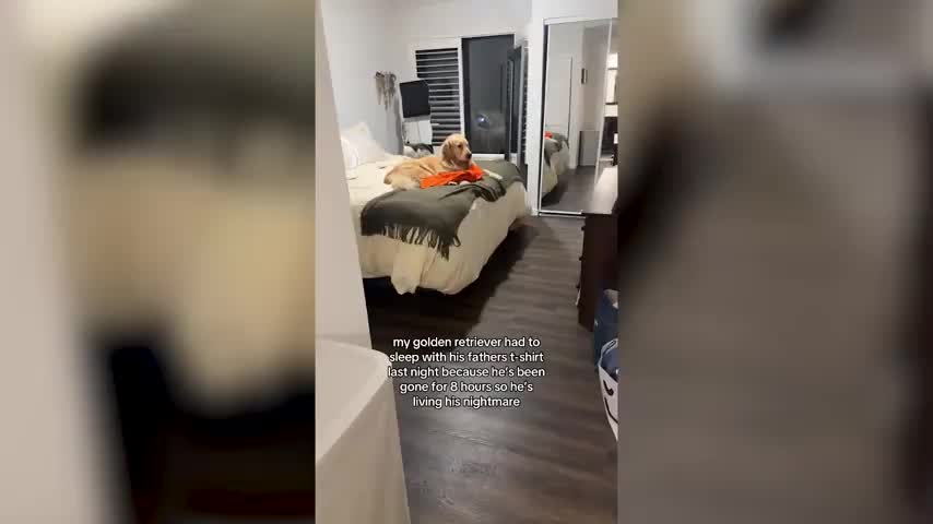 Golden Retriever Snuggles Owner's Shirt