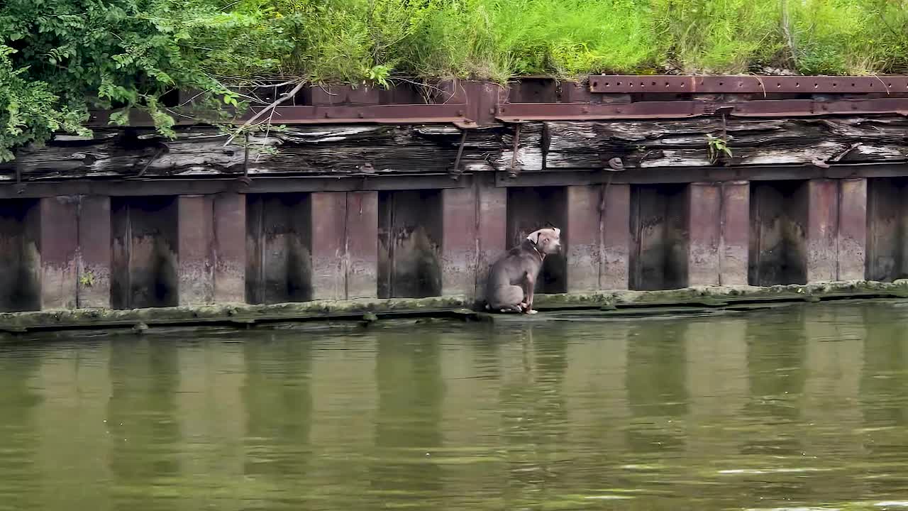 Cleveland crew rescues dog trapped along Cuyahoga River
